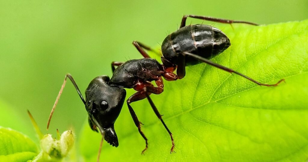 Which Ant is the Biggest Ant in the World?