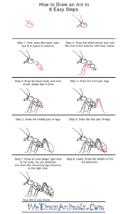 How to Draw a Realistic Ant Step by Step