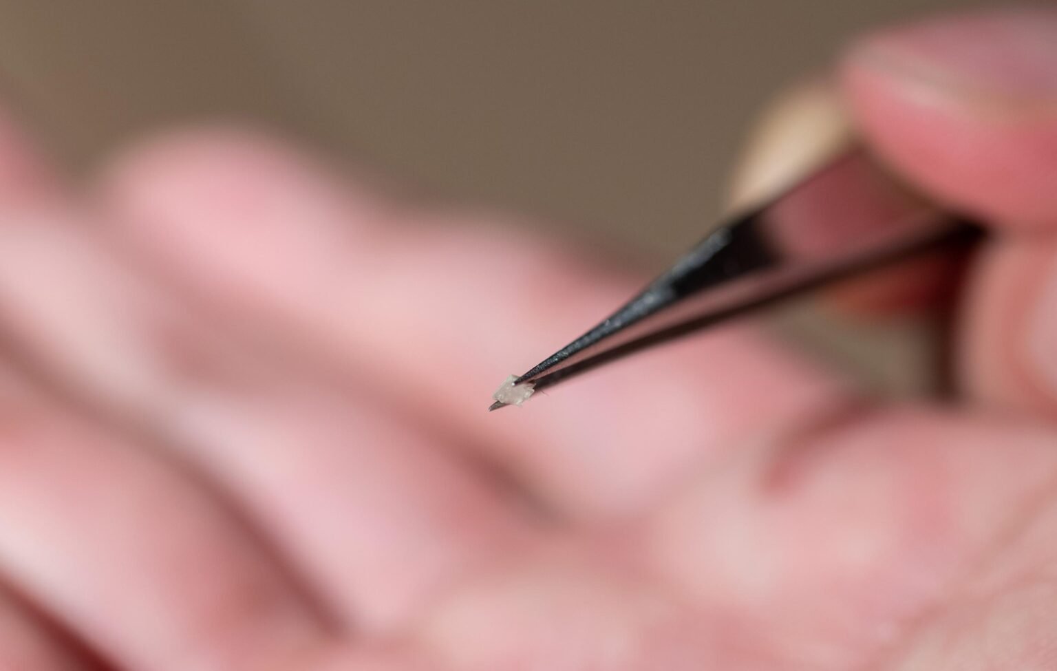 Which Ant is the Smallest Ant in the World?