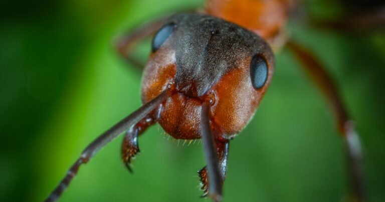 Can Ant See?