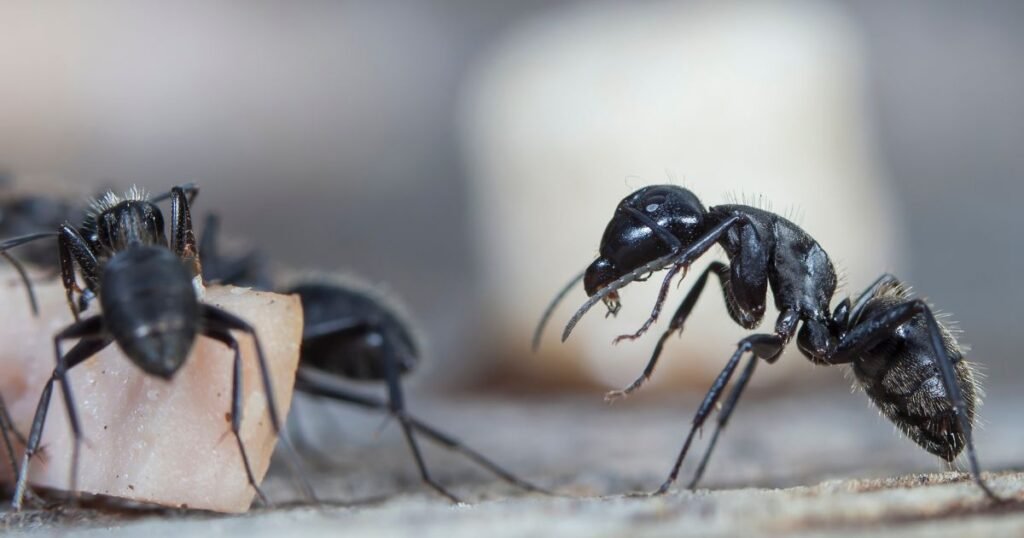 How Big Would Ants Have to Be to Take Over the World?