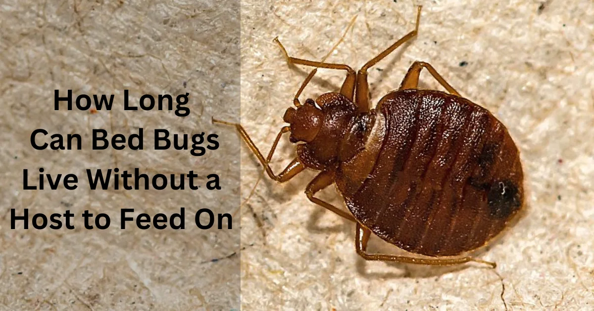 How Long Can Bed Bugs Live Without a Host to Feed On?