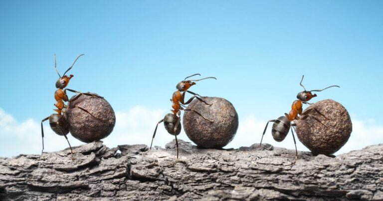 How Much Weight Can An Average Ant Carry?