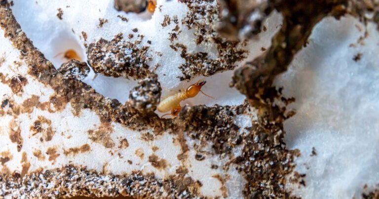 How Often Do Ants Poop?