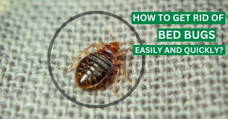 How To Get Rid Of Bed Bugs Easily And Quickly