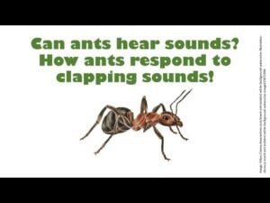 Can Ants Hear Sounds?