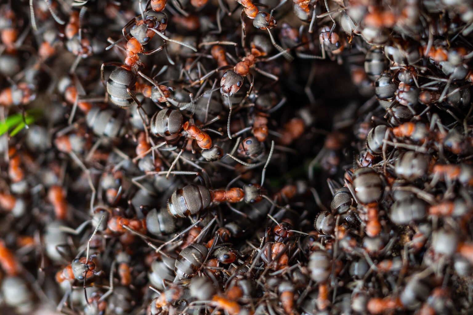 How Many Ant in the World