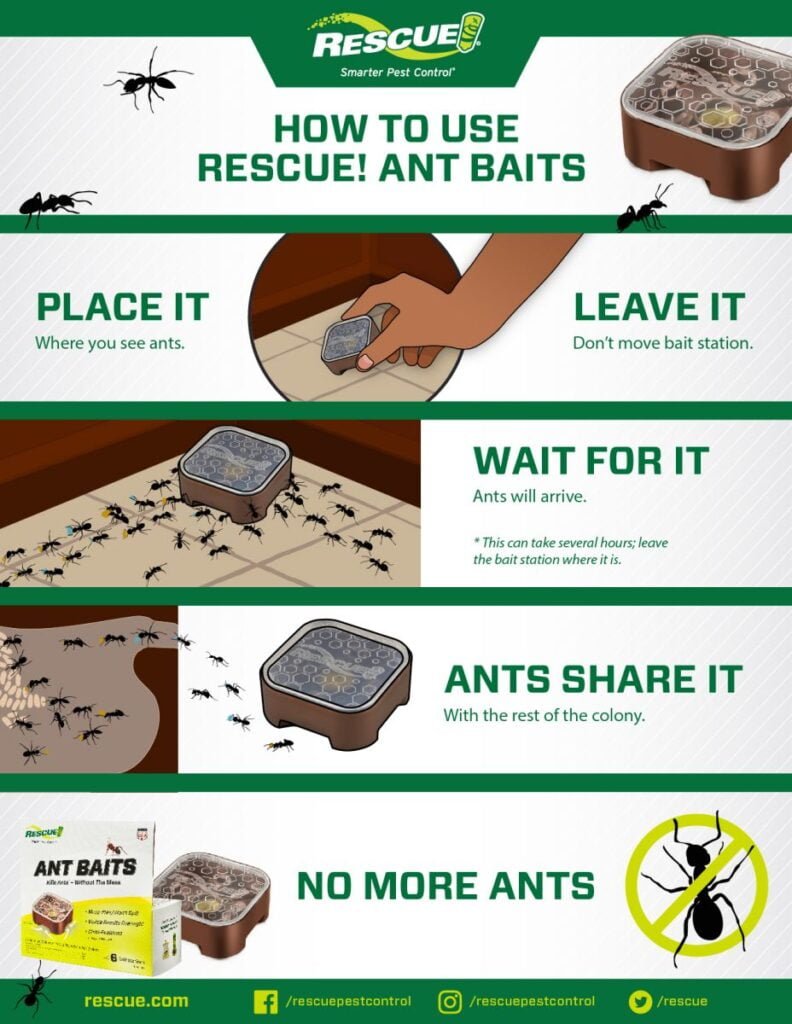 How Much Ant Bait to Use