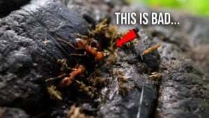 Where Do Ants Poop?