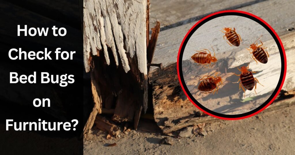 How to Check for Bed Bugs on Furniture?