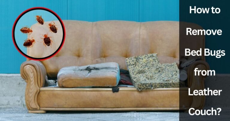 How to Remove Bed Bugs from Leather Couch?