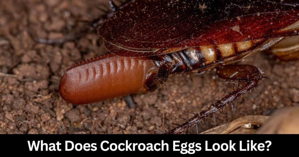 What Does Cockroach Eggs Look Like?: Unveiling the Mysterious Appearance