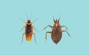 Difference between Water Bug And Cockroach? Unraveling the Mystery