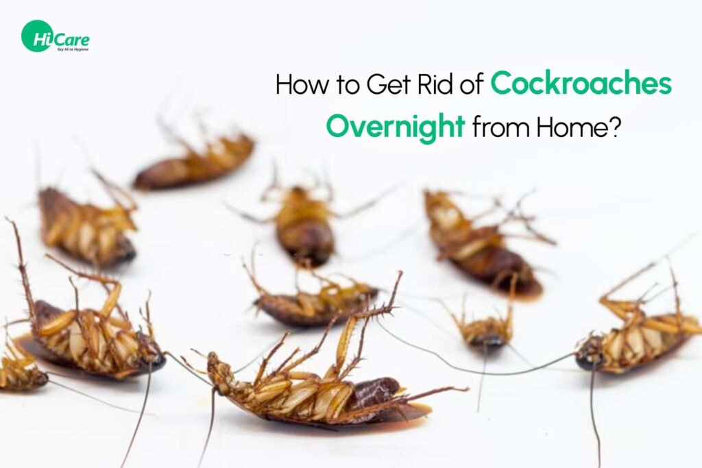 How to Get Rid of Cockroaches? The Ultimate Guide to Roach Control