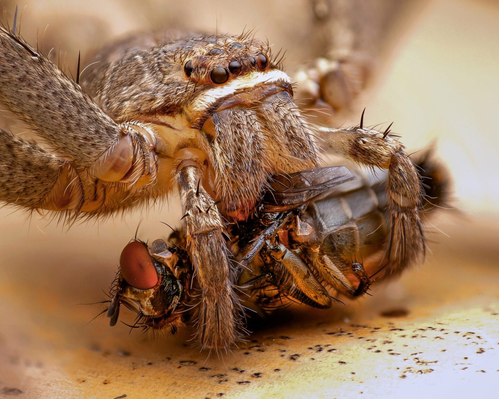 How to Make Cockroaches Come Out of Hiding: Unveil Paths!