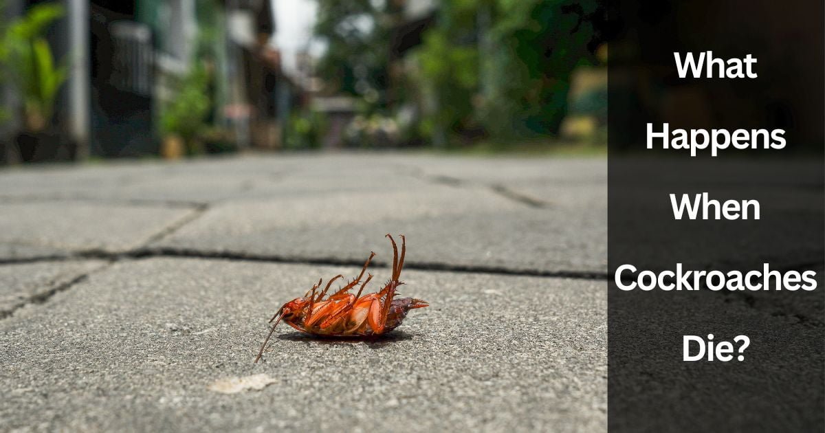 What Happens When Cockroaches Die?: The Hidden Truth