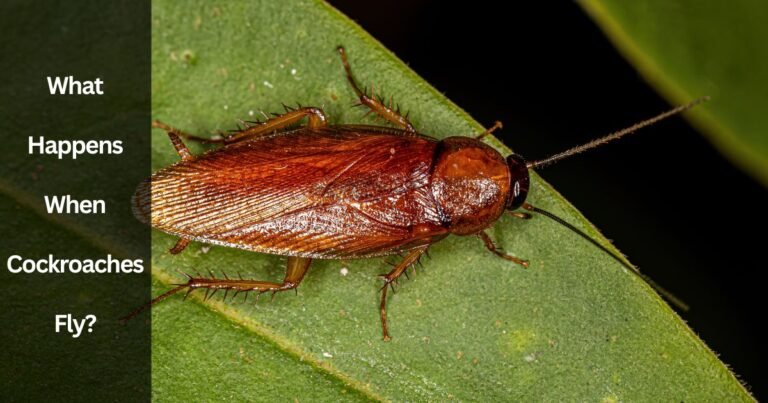 What Happens When Cockroaches Fly? The Truth Revealed