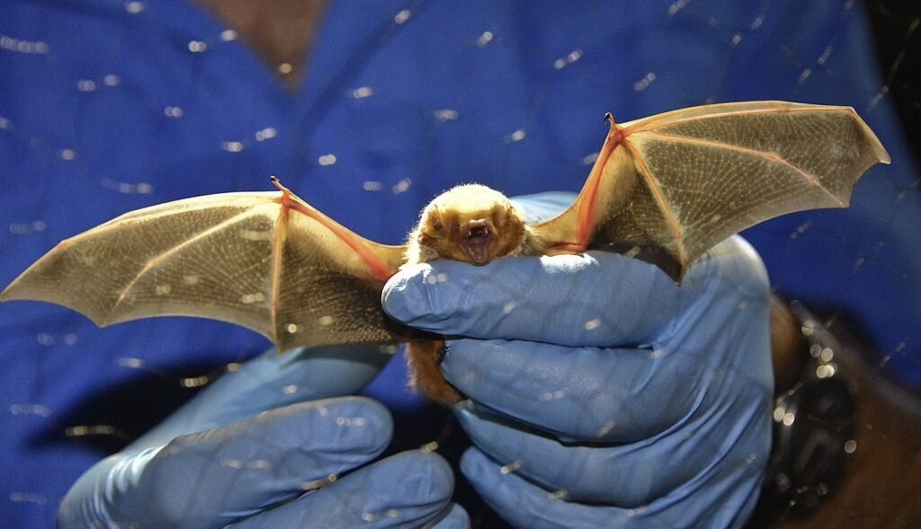 How Many Mosquitoes Does a Bat Eat? Unveiled Facts