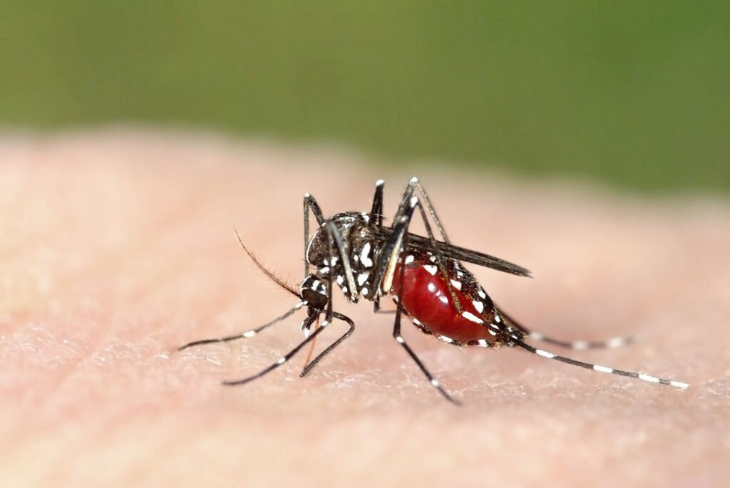 What is the Importance of Mosquito in Ecosystem?: Eco Balance Secrets