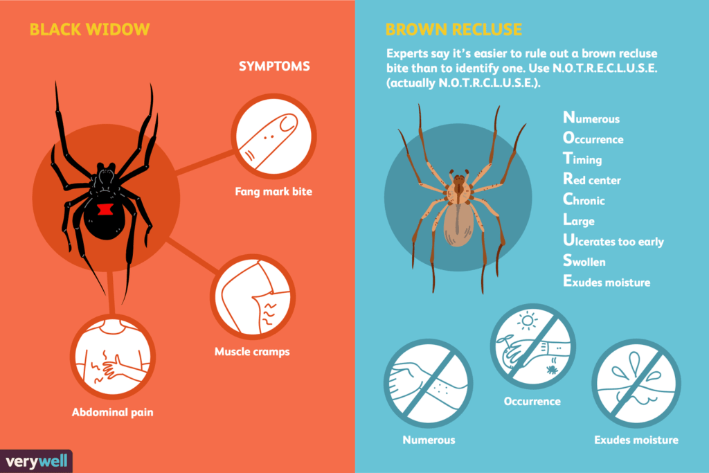 How Do You Know If Spider Bite is Healing? Spot the Signs!
