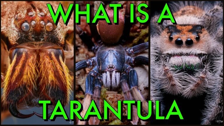 What is the Difference between Spider and Tarantula? Unveiled